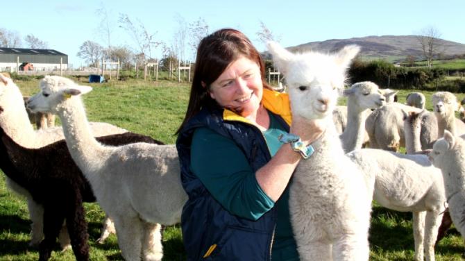 Ireland's largest alpaca herd in Dromara Hills - Photo 1 of 1 - Alpha ...